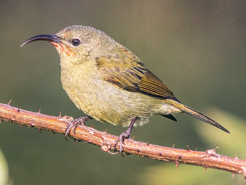 Crimson Sunbird - eBird