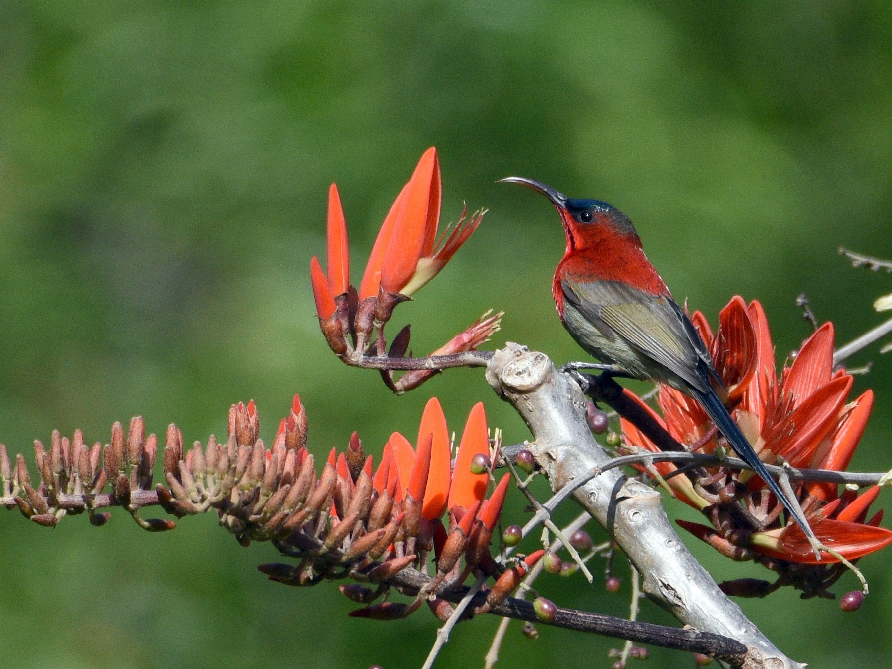 Crimson Sunbird