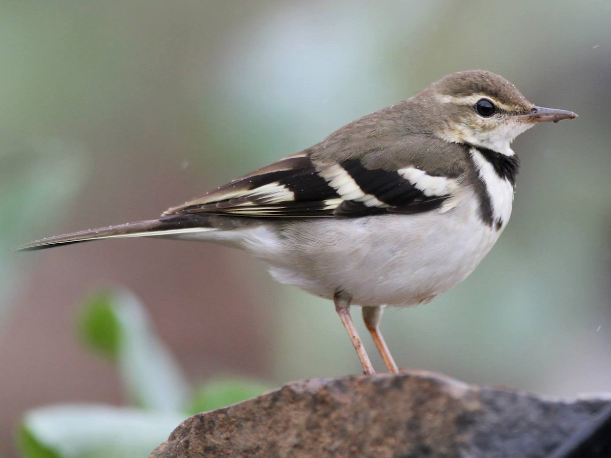 Forest Wagtail - Dendronanthus indicus - Birds of the World