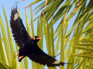 Common Hill Myna - eBird