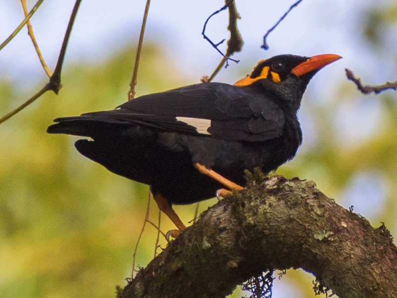 Southern Hill Myna - eBird