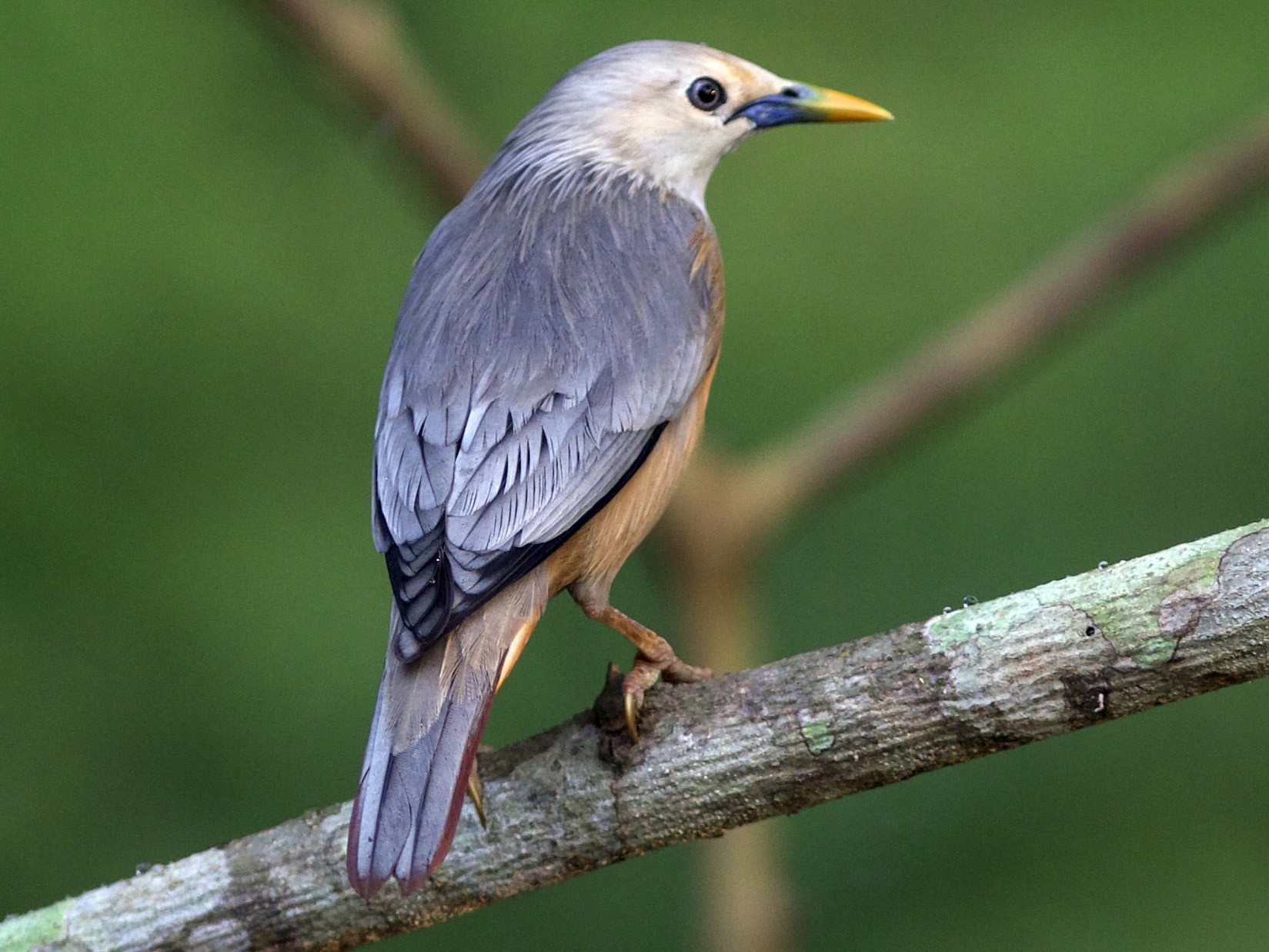 Malabar Starling - eBird
