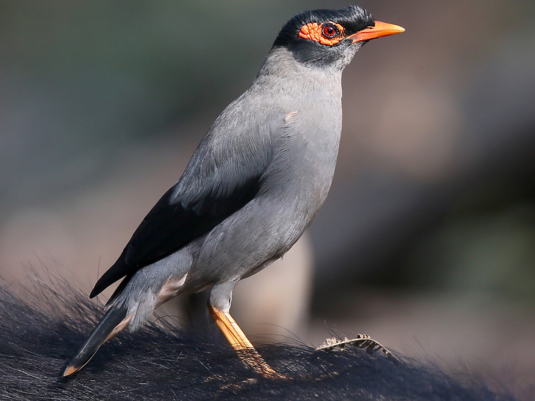 Bank Myna - eBird