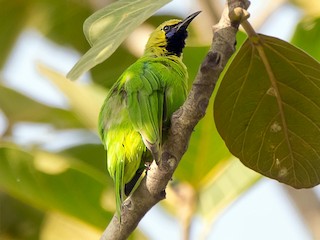 Jerdon's Leafbird - eBird