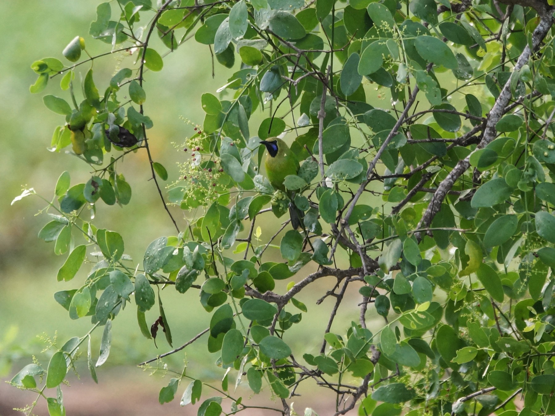 Verdin de Jerdon - eBird
