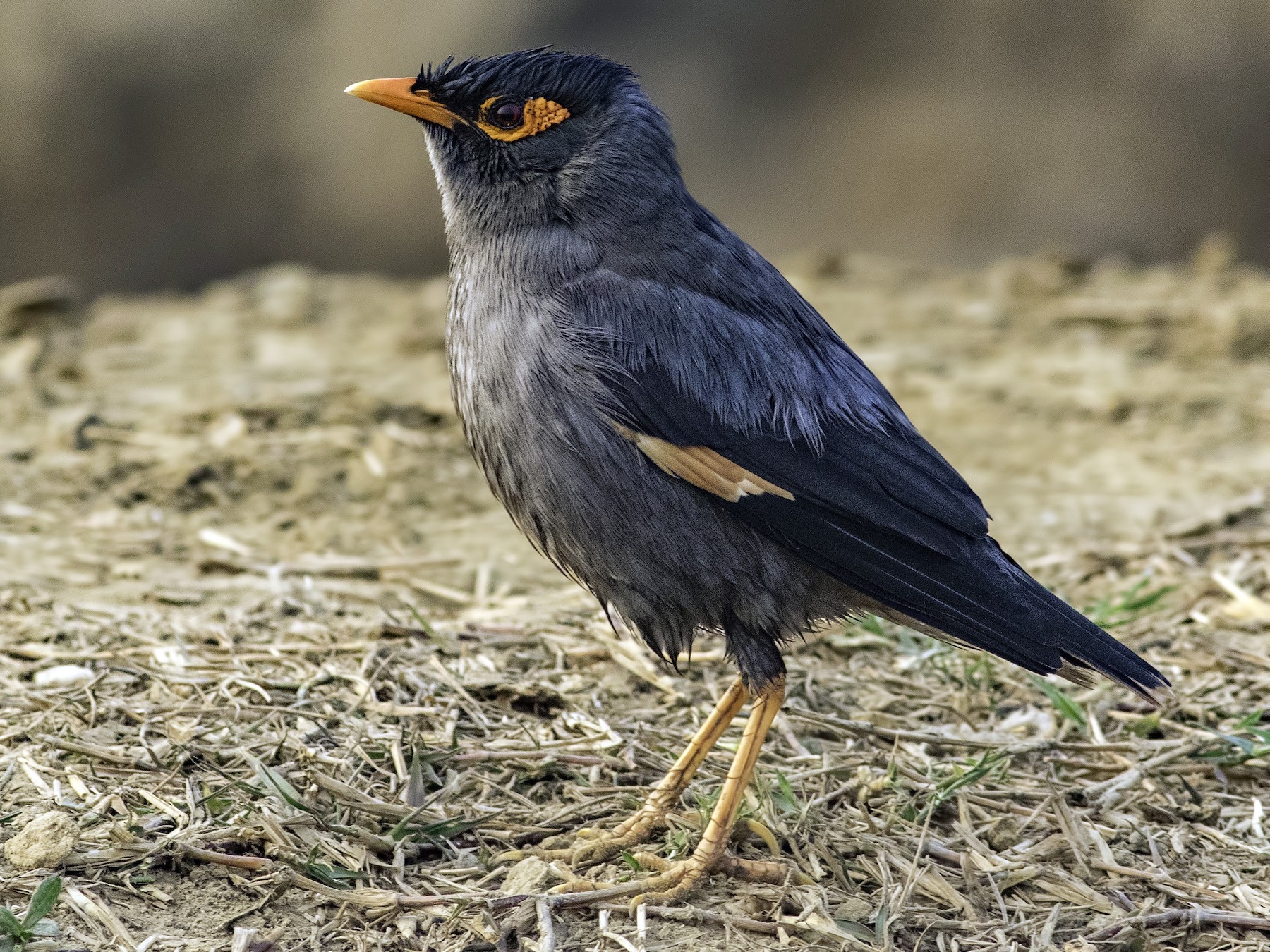 Bank Myna - eBird