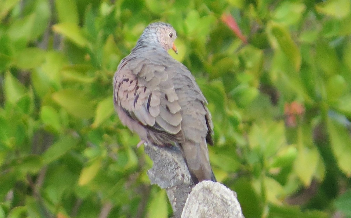 eBird Checklist - 7 May 2019 - Carlos Pointe - 34 species (+1 other taxa)
