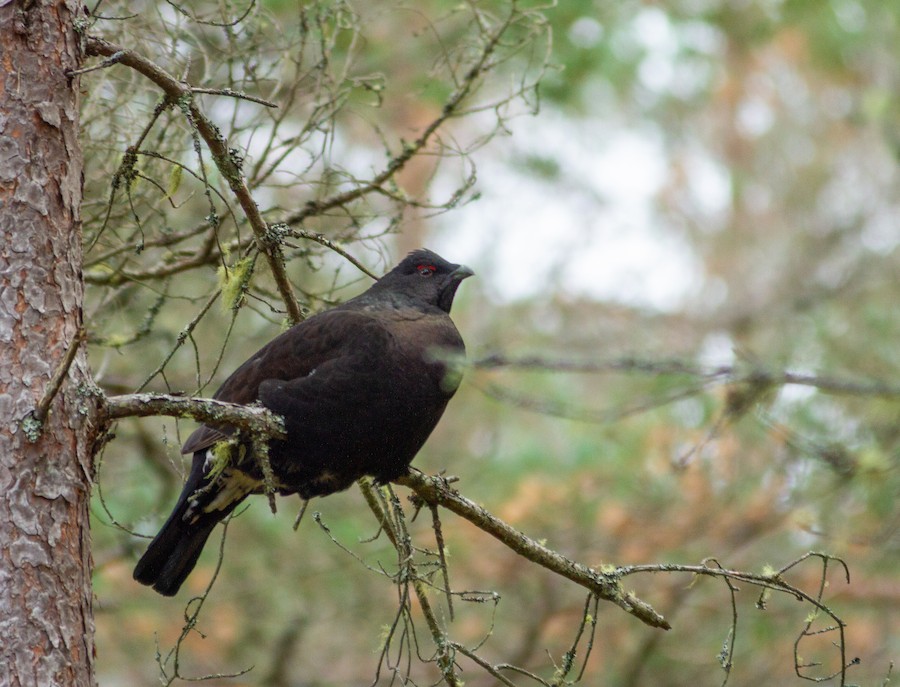 Western Capercaillie x Black Grouse (hybrid) - eBird
