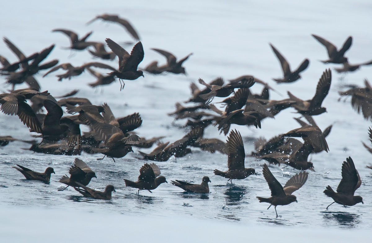 Black Storm-Petrel - Hydrobates melania - Birds of the World