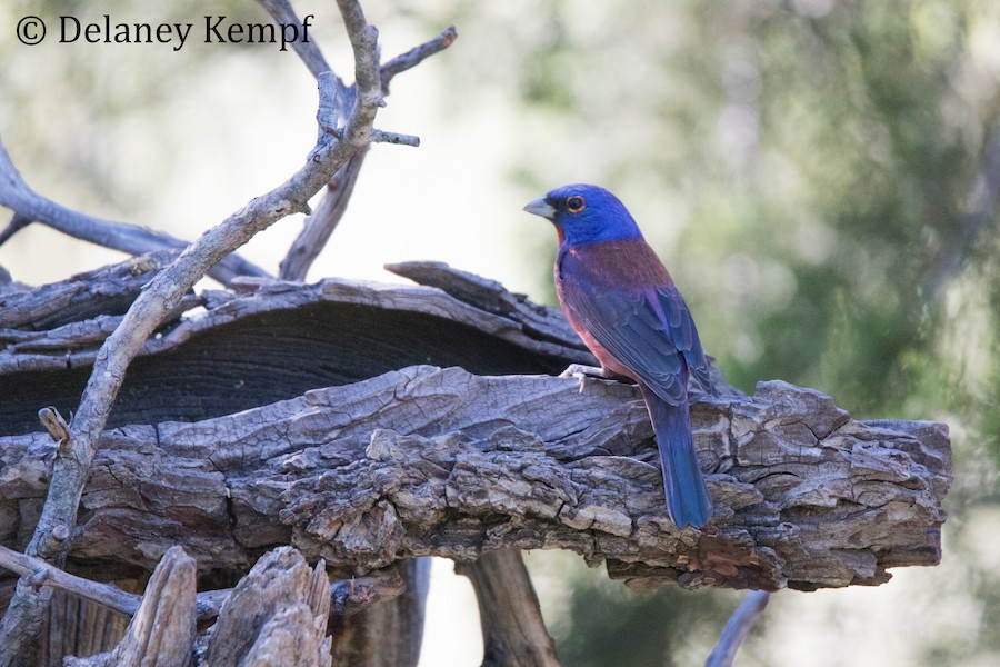 Varied x Painted Bunting (hybrid) - eBird
