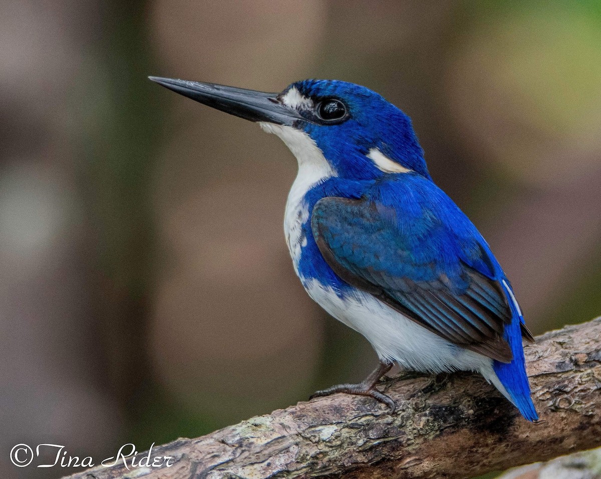 eBird Australia Checklist - 21 Apr 2019 - Cairns Esplanade--Northern ...