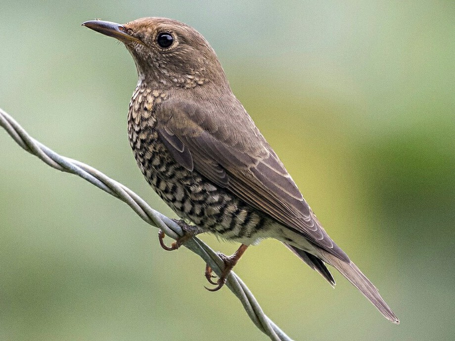 Blue-capped Rock-Thrush - eBird