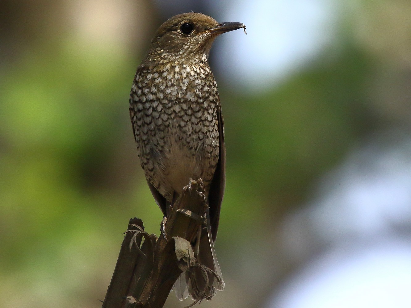 Blue-capped Rock-Thrush - eBird