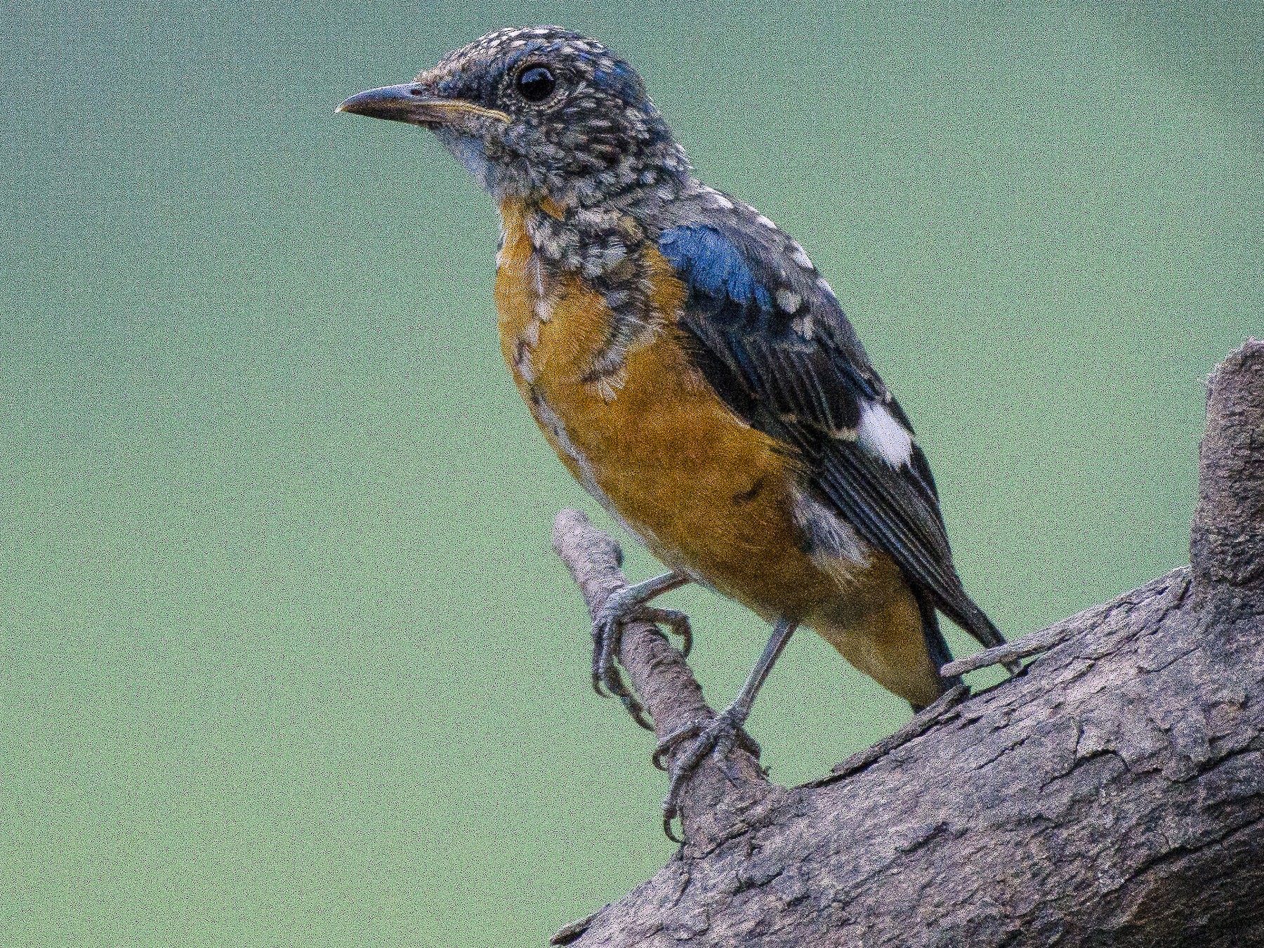 Blue-capped Rock-Thrush - eBird