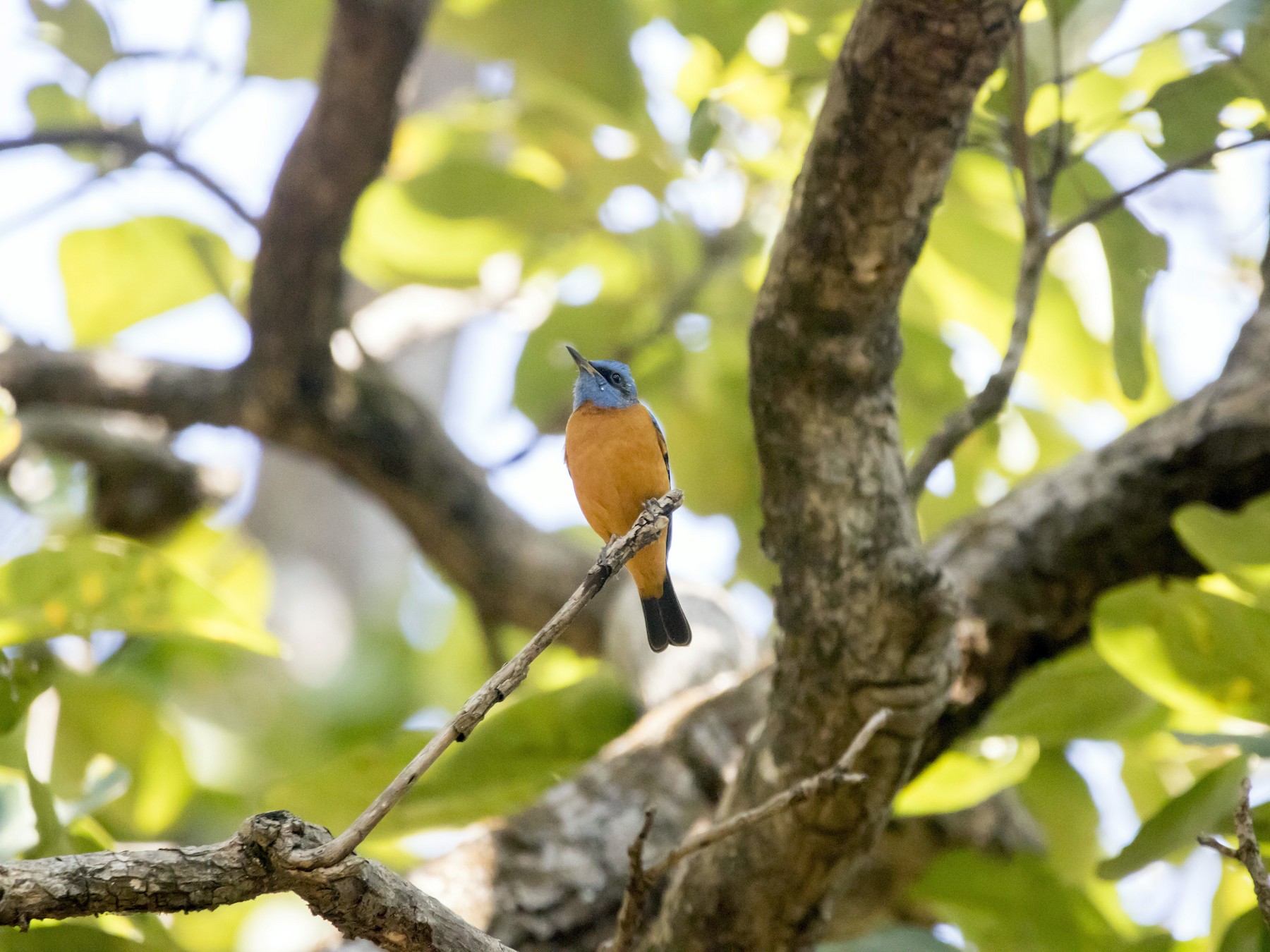 Blue-capped Rock-Thrush - eBird
