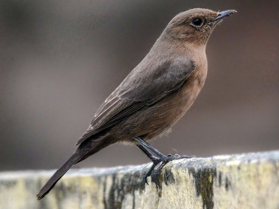 Brown Rock Chat - eBird