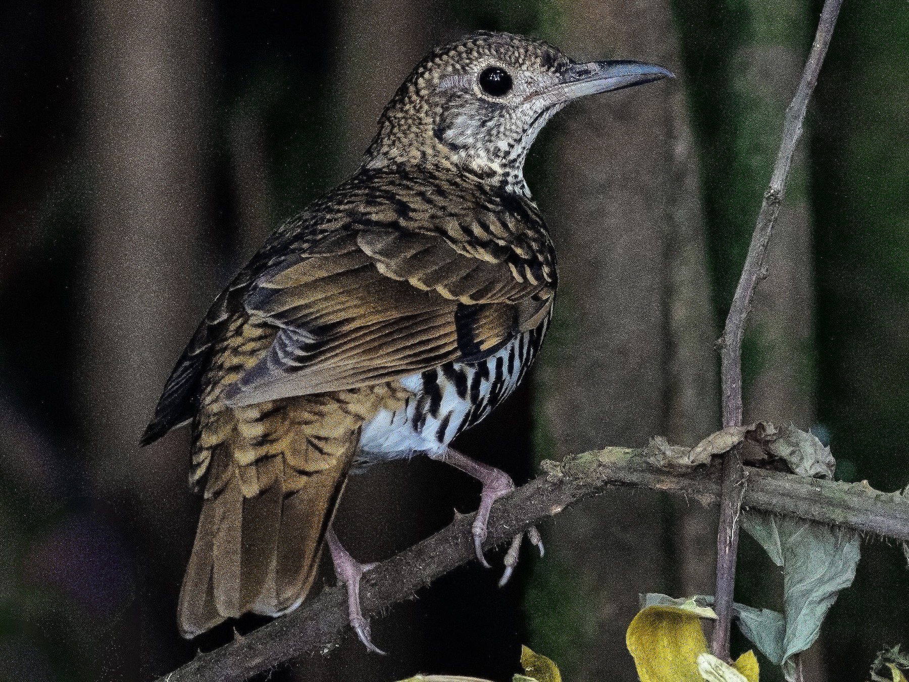 Nilgiri Thrush - eBird
