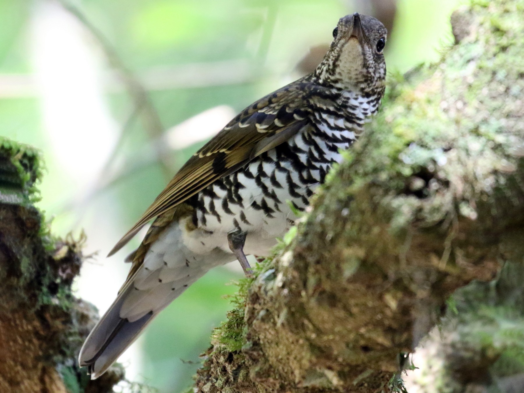 Nilgiri Thrush - eBird