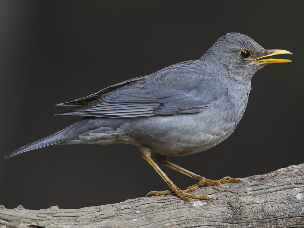 Tickell's Thrush - Turdus unicolor - Birds of the World