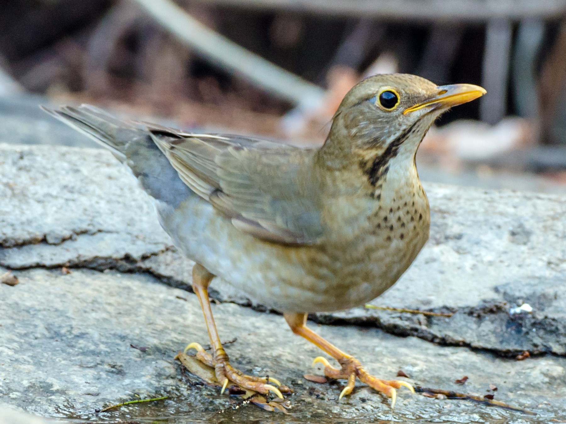 Tickell's Thrush - eBird