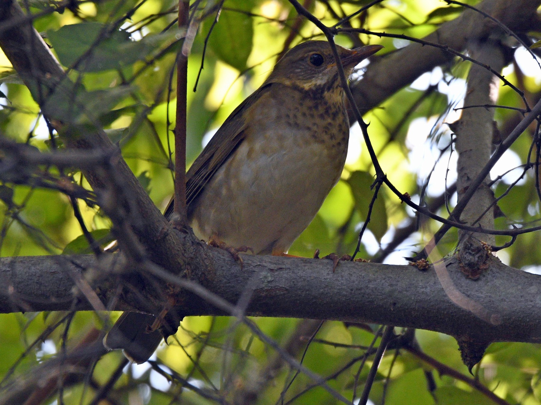 Tickell's Thrush - eBird