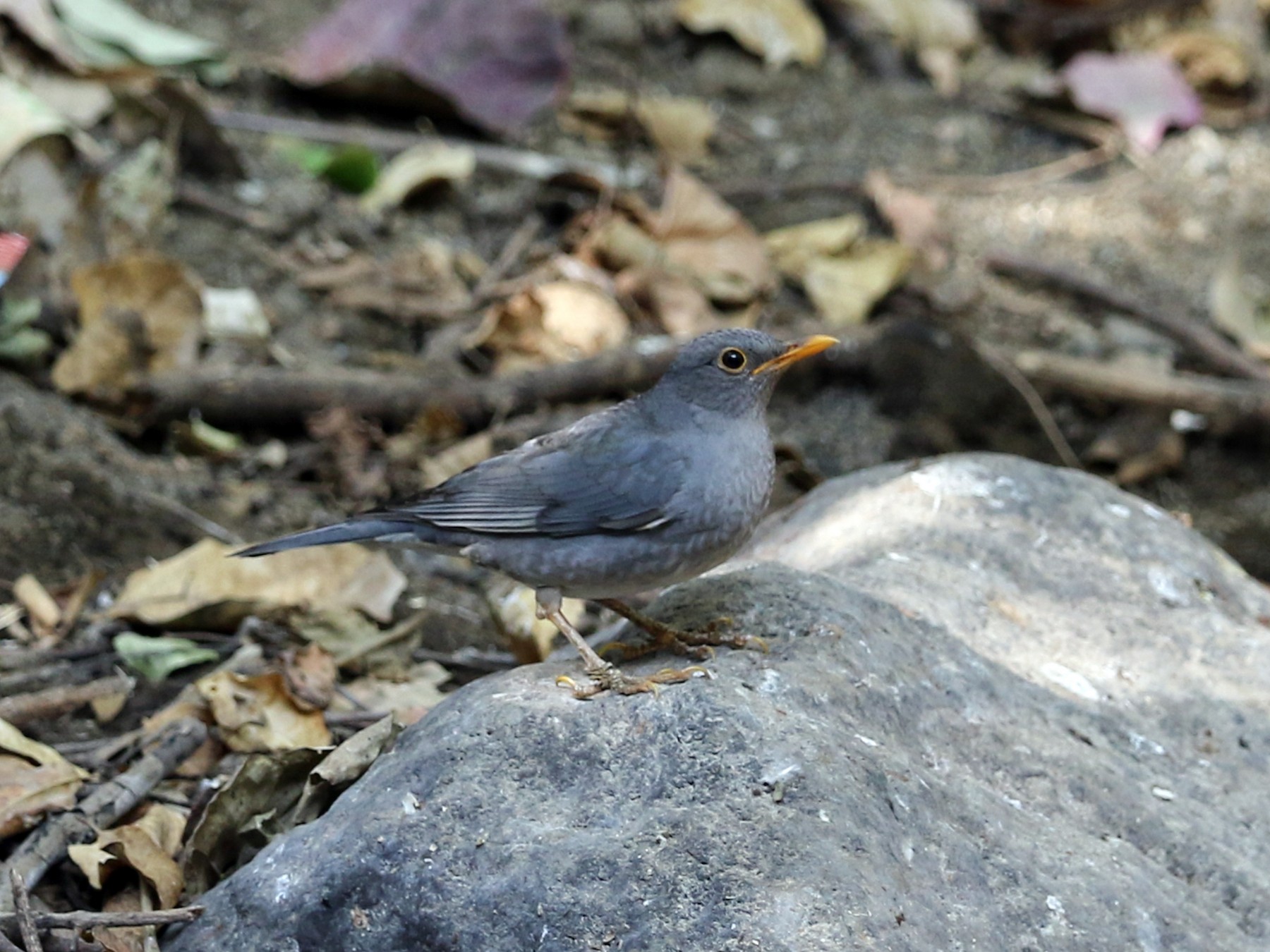 Tickell's Thrush - eBird