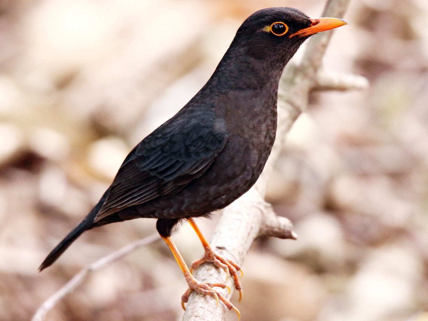 Indian Blackbird - eBird