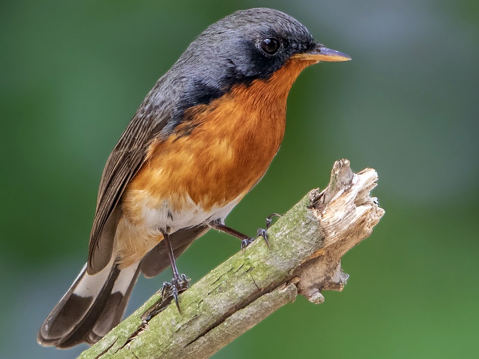 Kashmir Flycatcher - Ficedula subrubra - Birds of the World