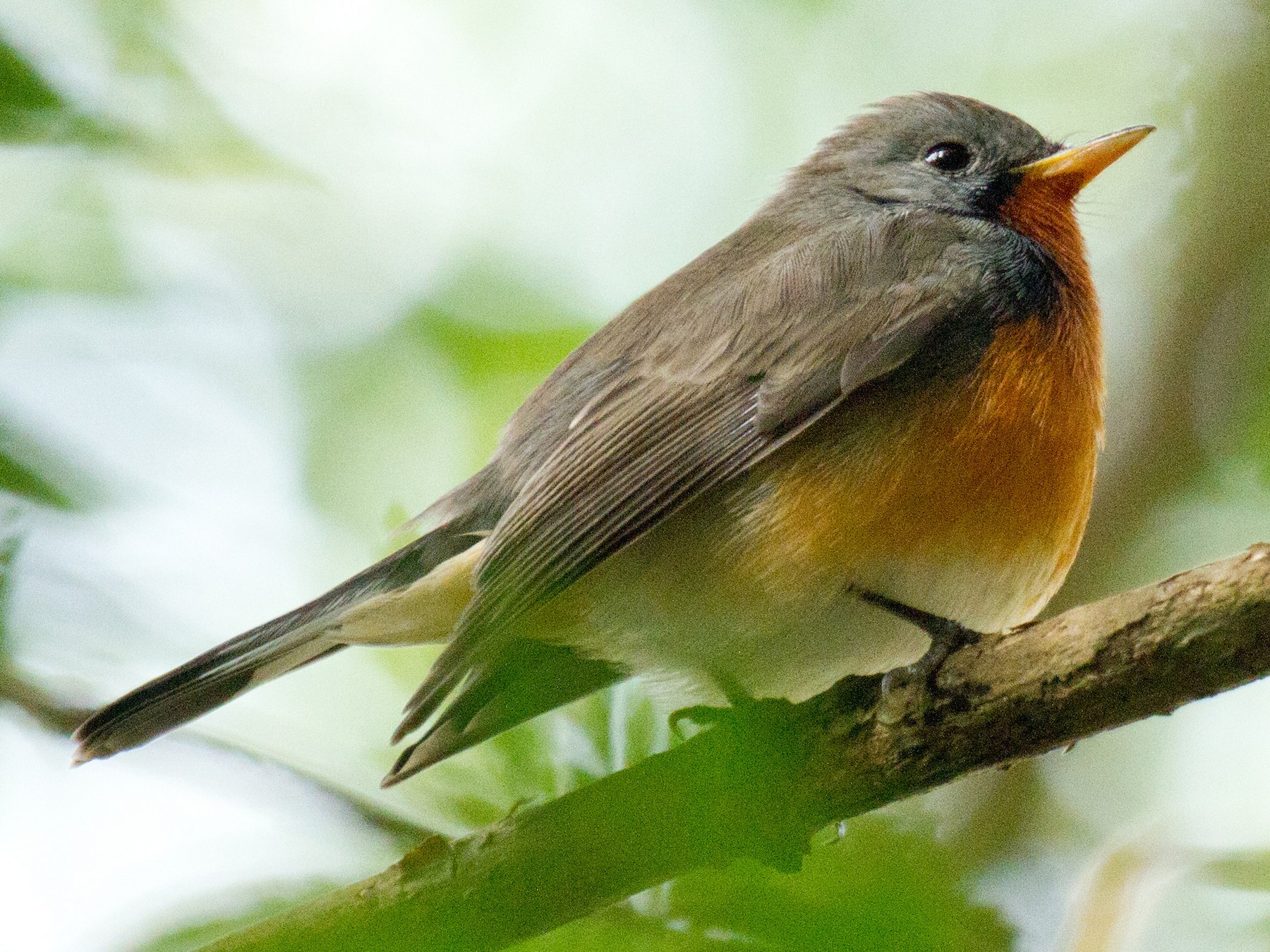 Kashmir Flycatcher - eBird