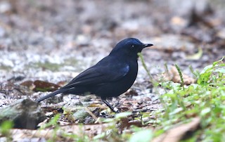 Blue-fronted Robin - Cinclidium frontale - Birds of the World