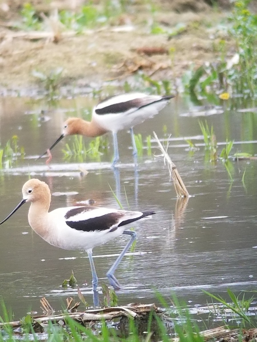 eBird Checklist - 8 May 2019 - 6307 Cohoctah Road, Fenton, Michigan, US ...