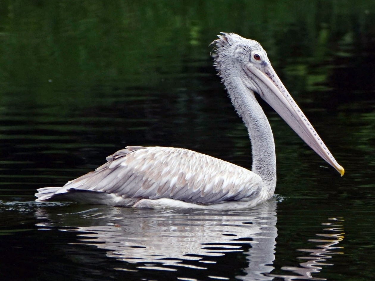 Spot-billed Pelican - eBird