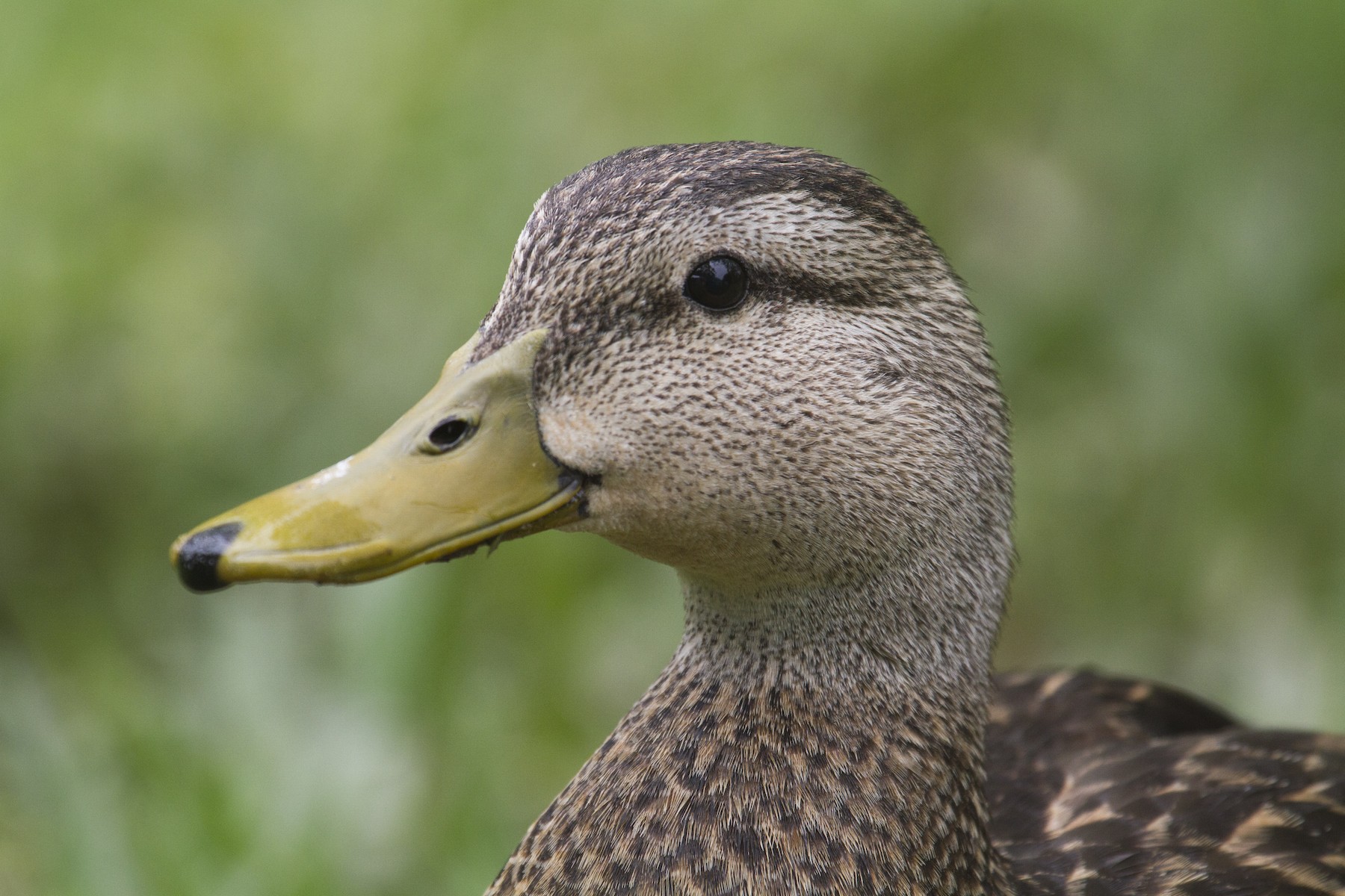 Wild Hybrid Ducks