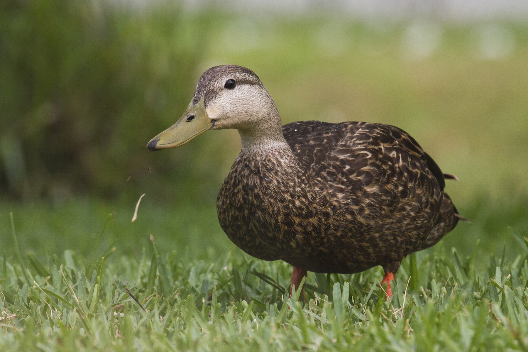 Ánade Moteado (maculosa) - eBird