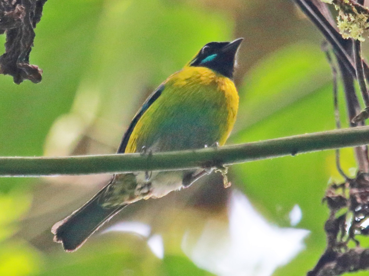 Blue-whiskered Tanager - eBird