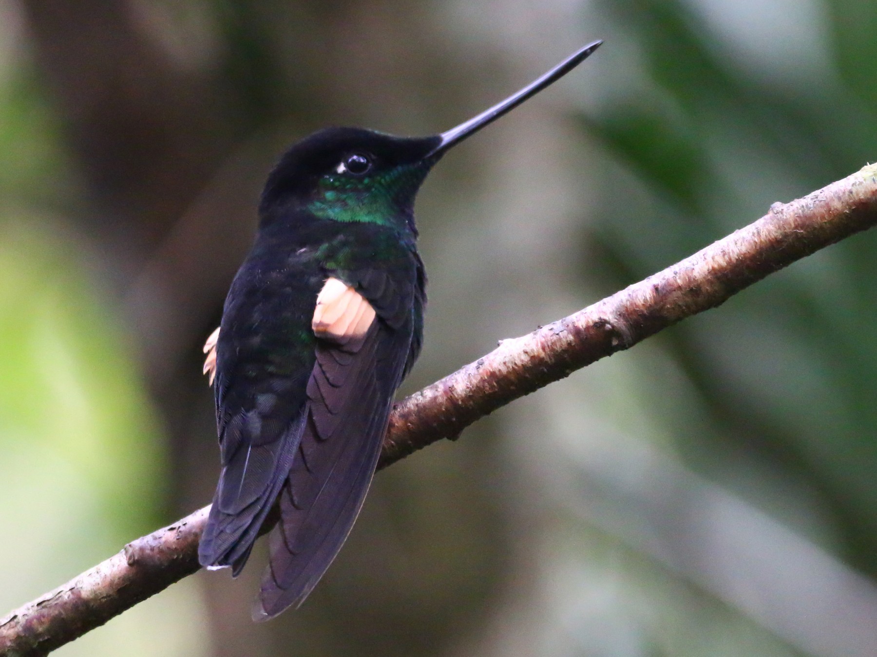 Buff-winged Starfrontlet - eBird