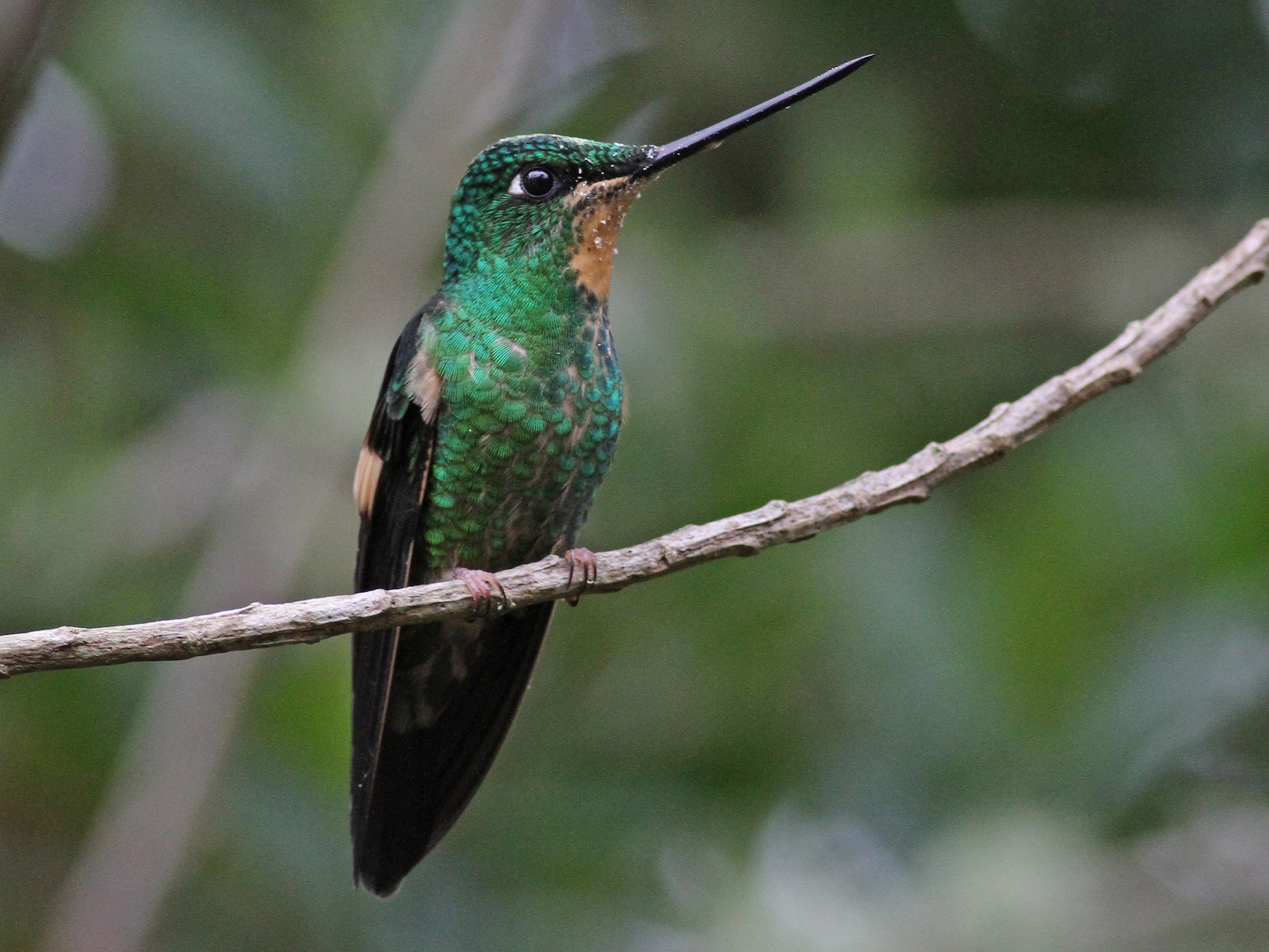 Buff-winged Starfrontlet - eBird