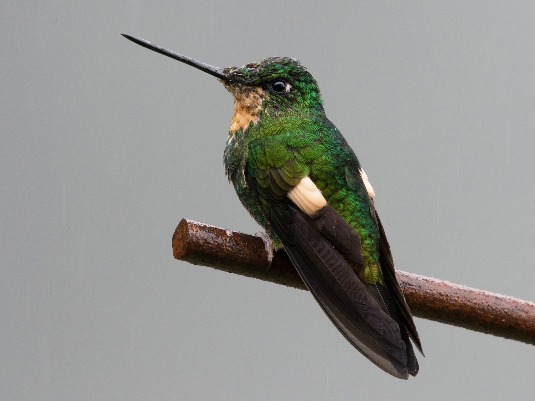 Buff-winged Starfrontlet - eBird