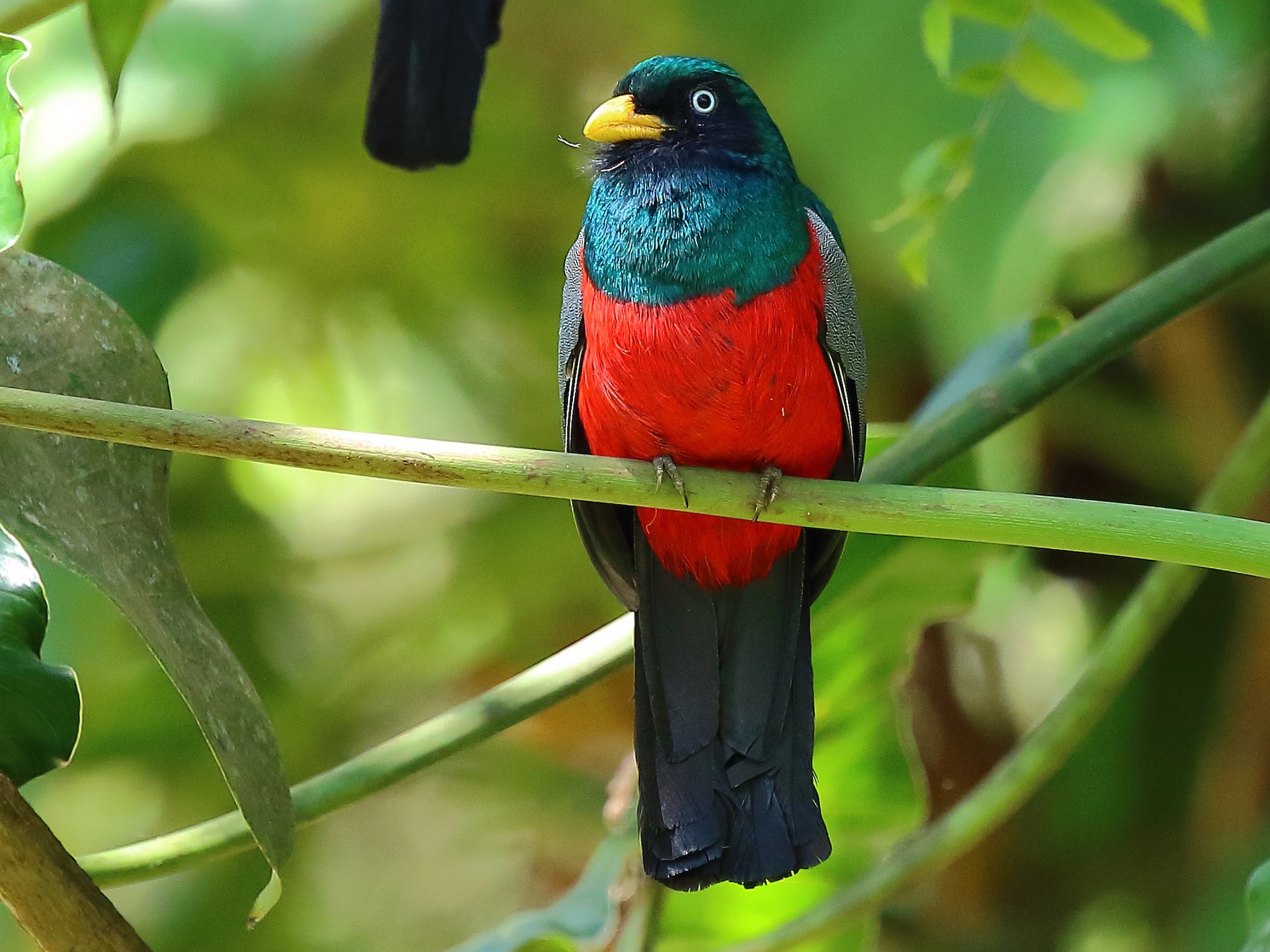 Blue-tailed Trogon - eBird