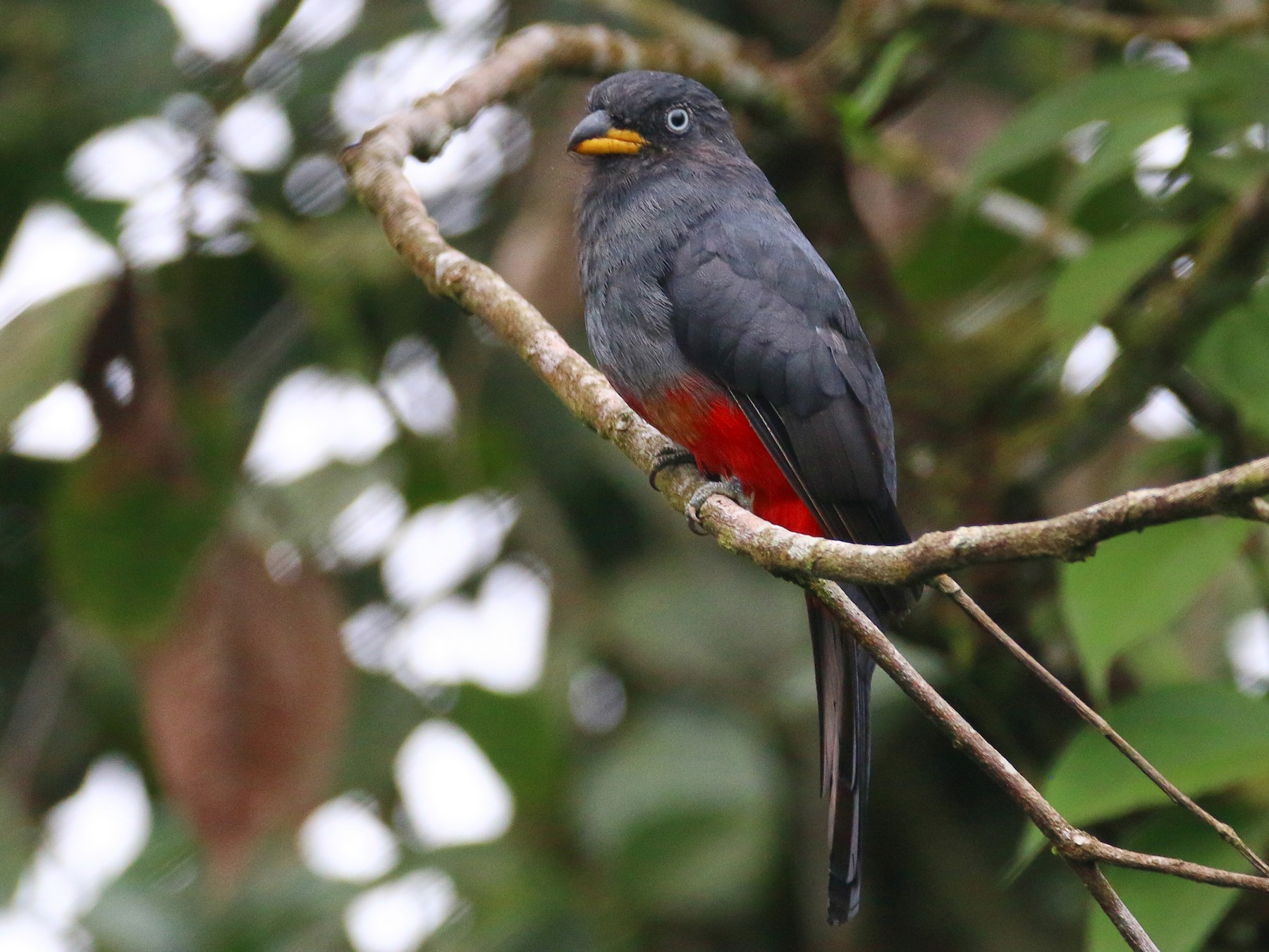 Blue-tailed Trogon - eBird