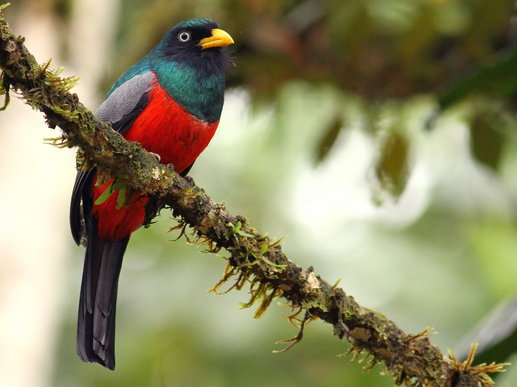 Blue-tailed Trogon - eBird