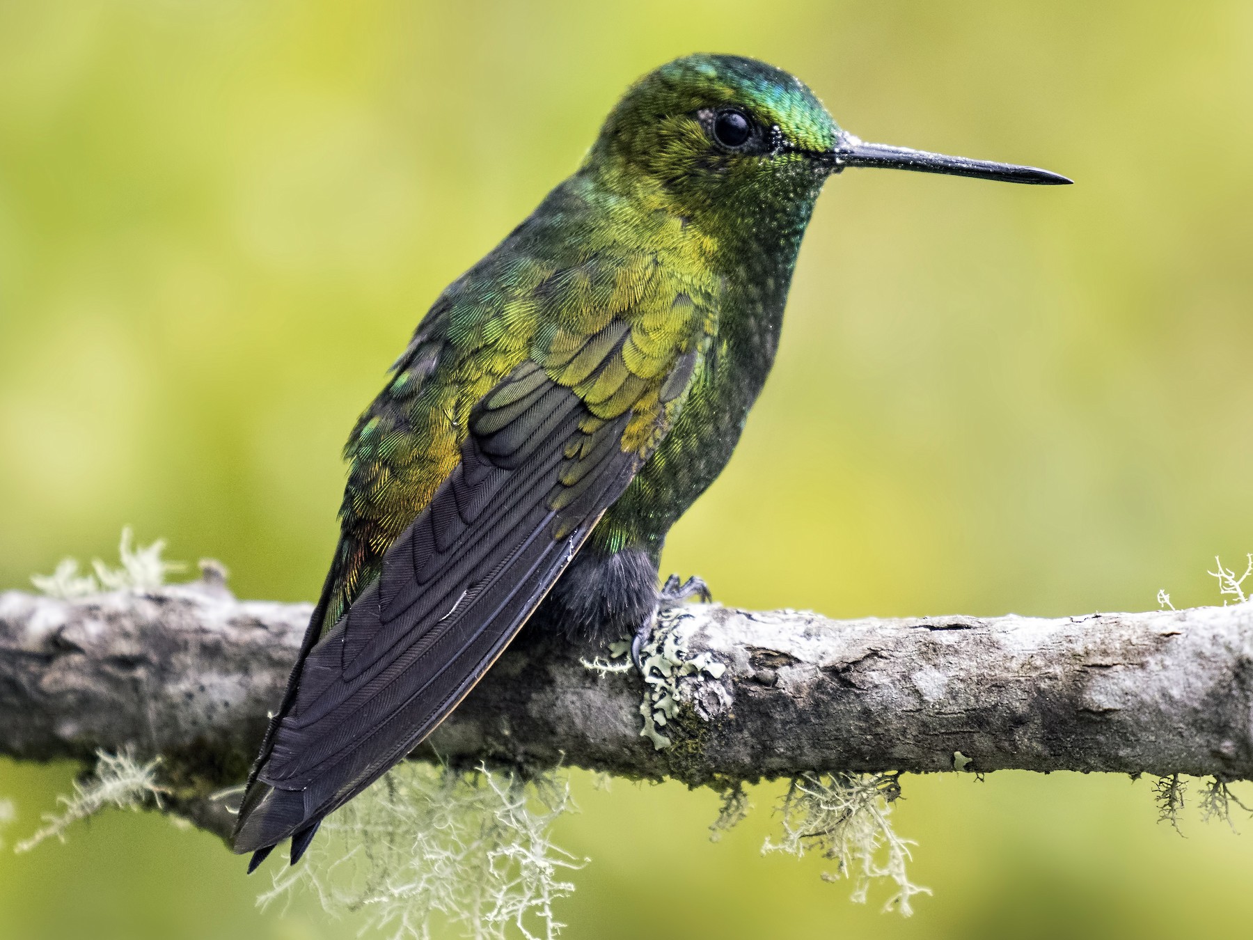 Black-thighed Puffleg - eBird