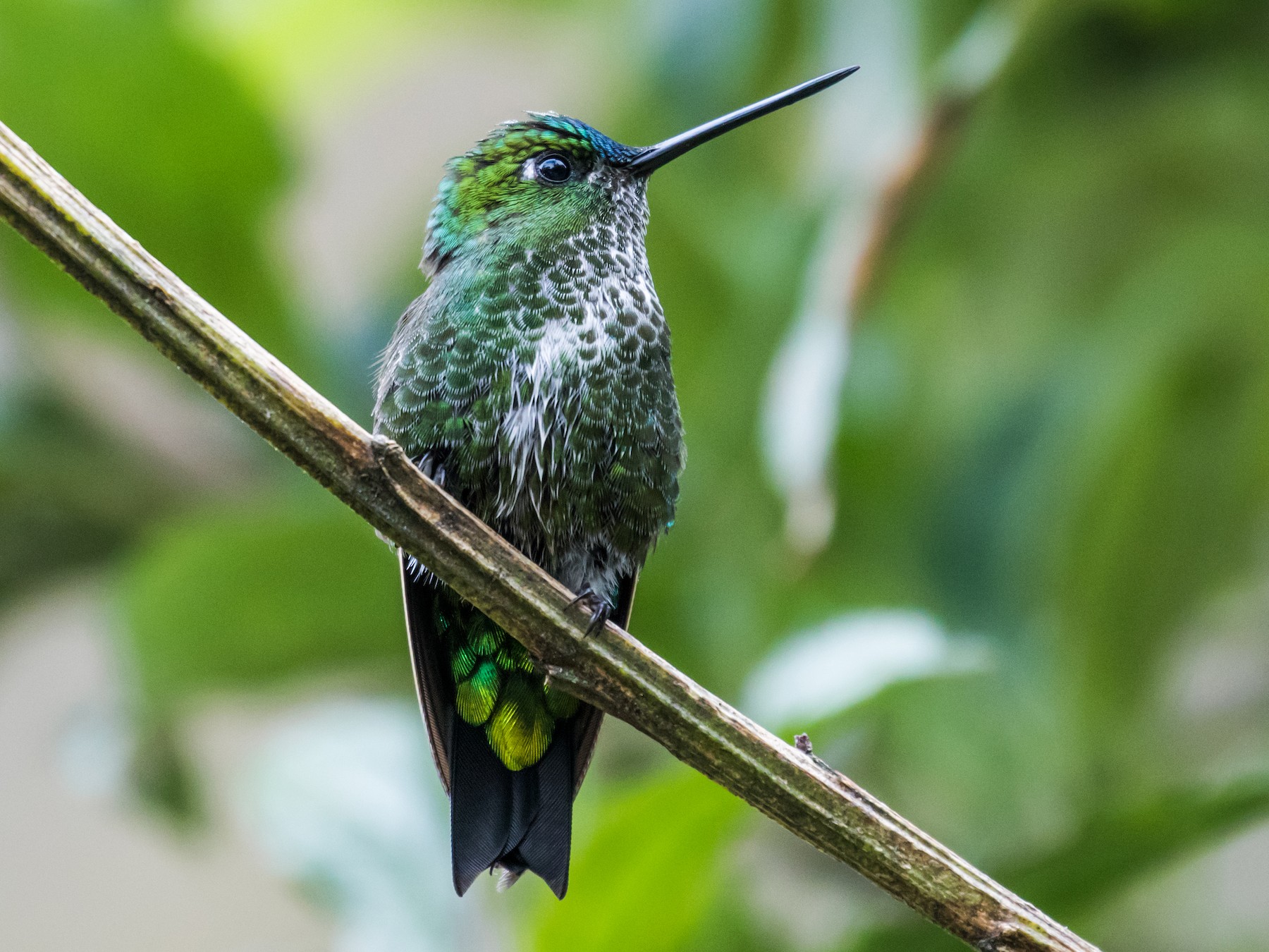 Black-thighed Puffleg - eBird