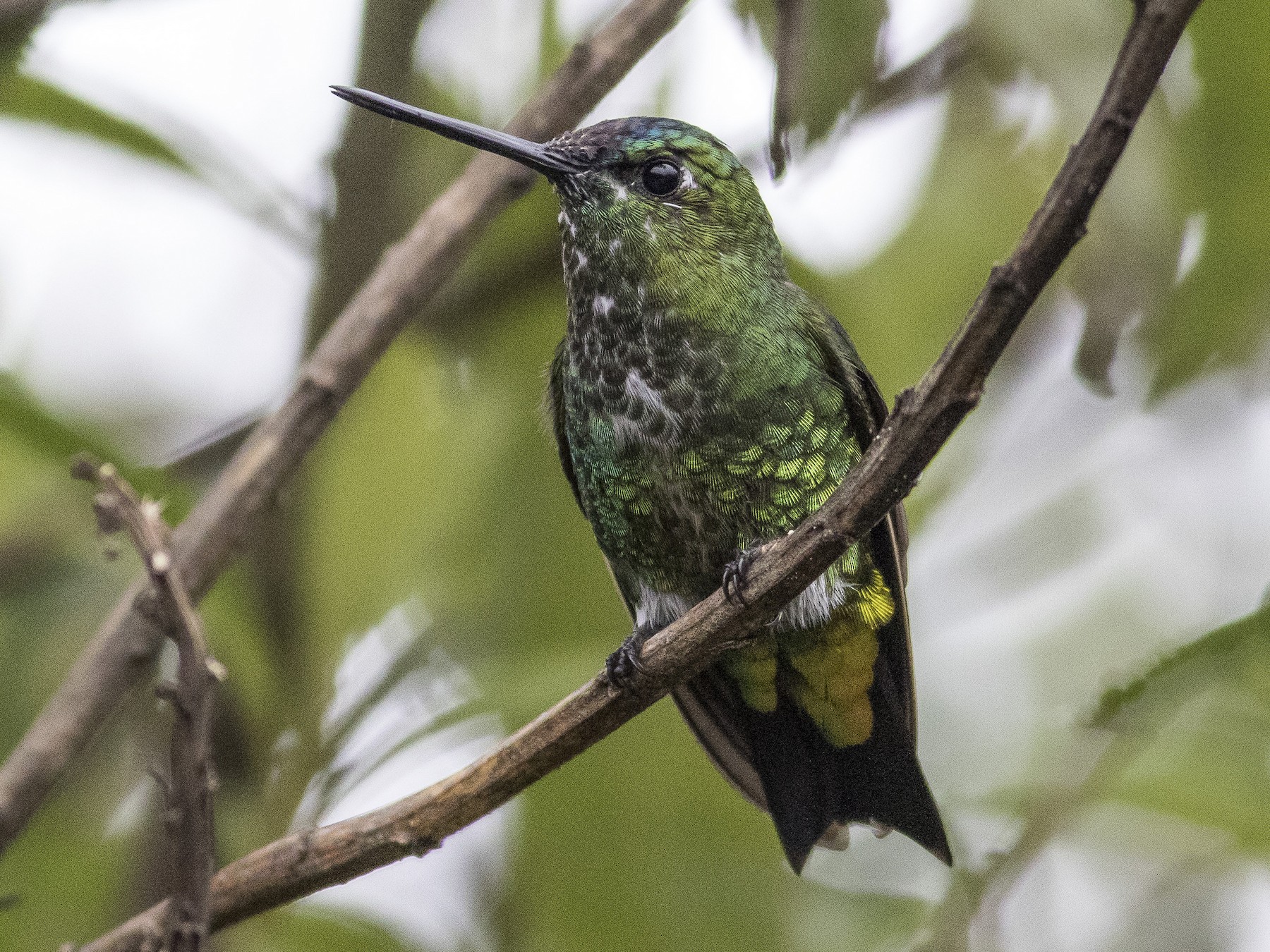 Black-thighed Puffleg - eBird