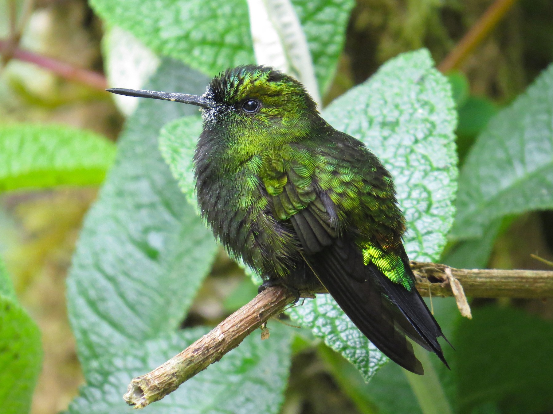 Black-thighed Puffleg - eBird