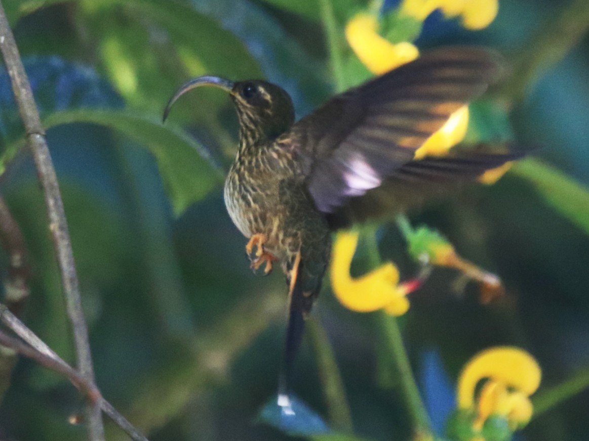 Buff-tailed Sicklebill - eBird