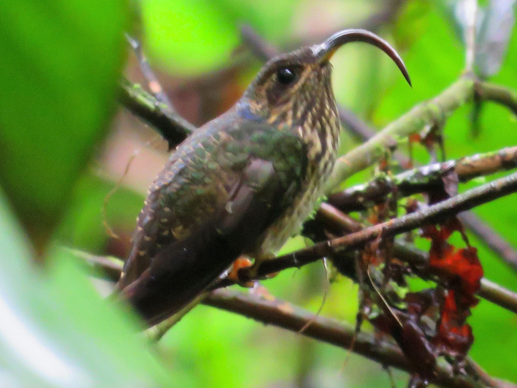 Buff-tailed Sicklebill - eBird