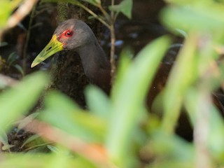 Brown Wood-Rail - eBird
