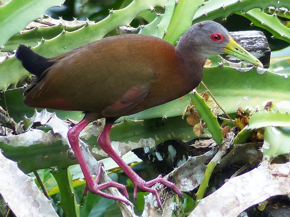 Brown Wood-Rail - Aramides wolfi - Birds of the World