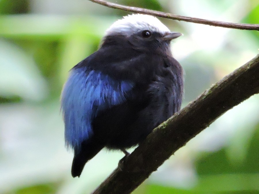 Blue-rumped Manakin - eBird